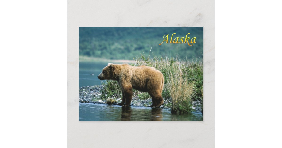 Kodiak brown bear, Alaska Postcard | Zazzle