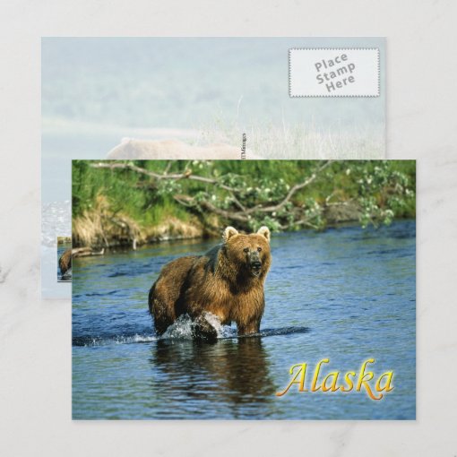 Kodiak brown bear, Alaska Postcard | Zazzle