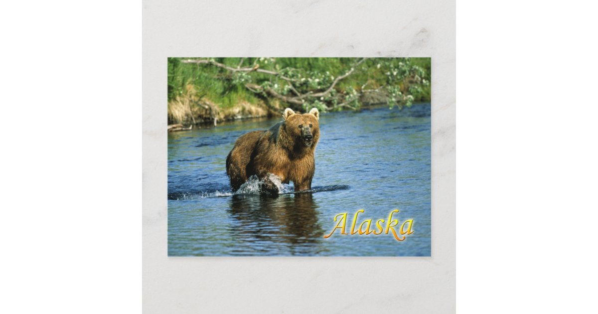 Kodiak brown bear, Alaska Postcard | Zazzle