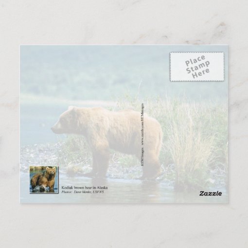 Kodiak brown bear fishing in Alaska Postcard | Zazzle