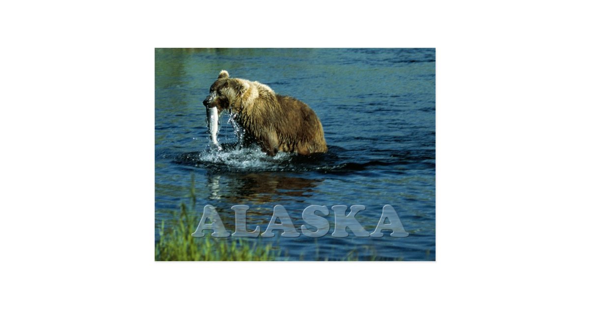 Kodiak brown bear fishing in Alaska Postcard | Zazzle.com