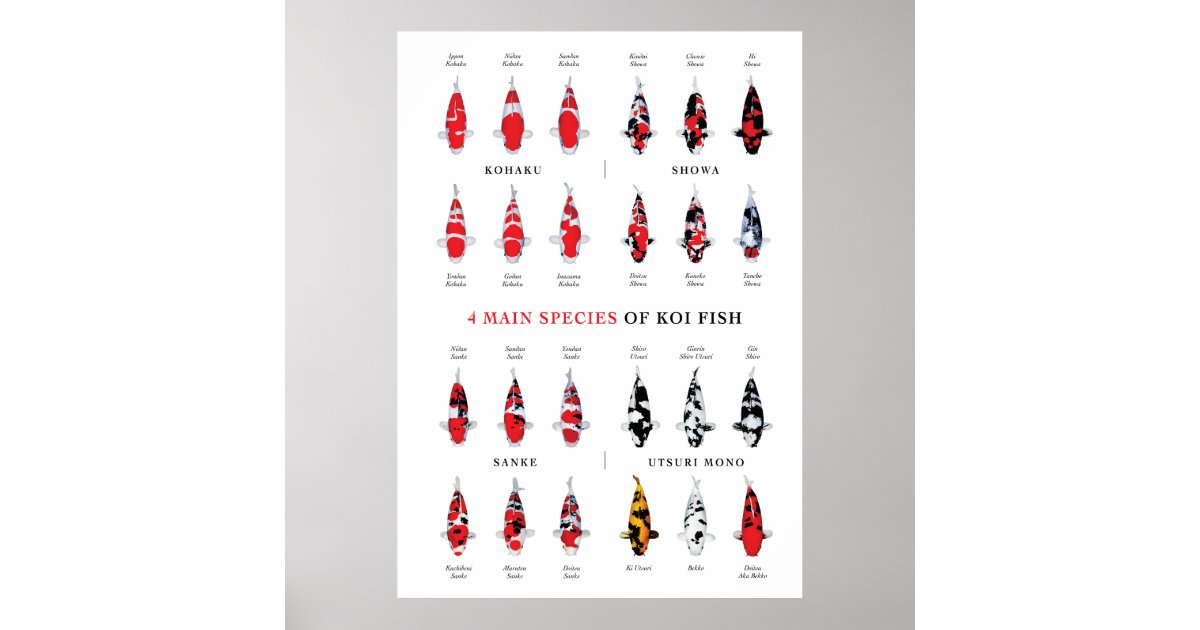 Koi Carp Varieties Poster | Zazzle