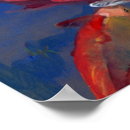 Koi Fish Feeding Poster | Zazzle