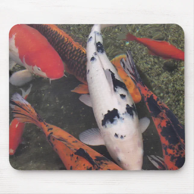 Koi Fish Mouse Pad | Zazzle