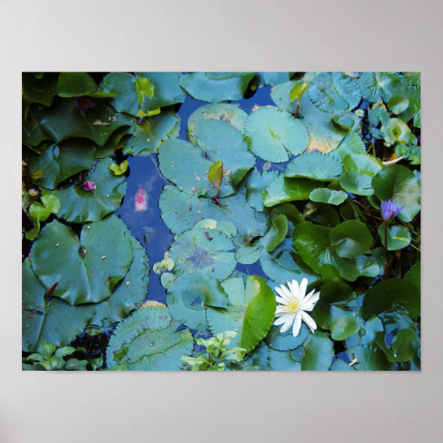 Koi Pond Poster | Zazzle