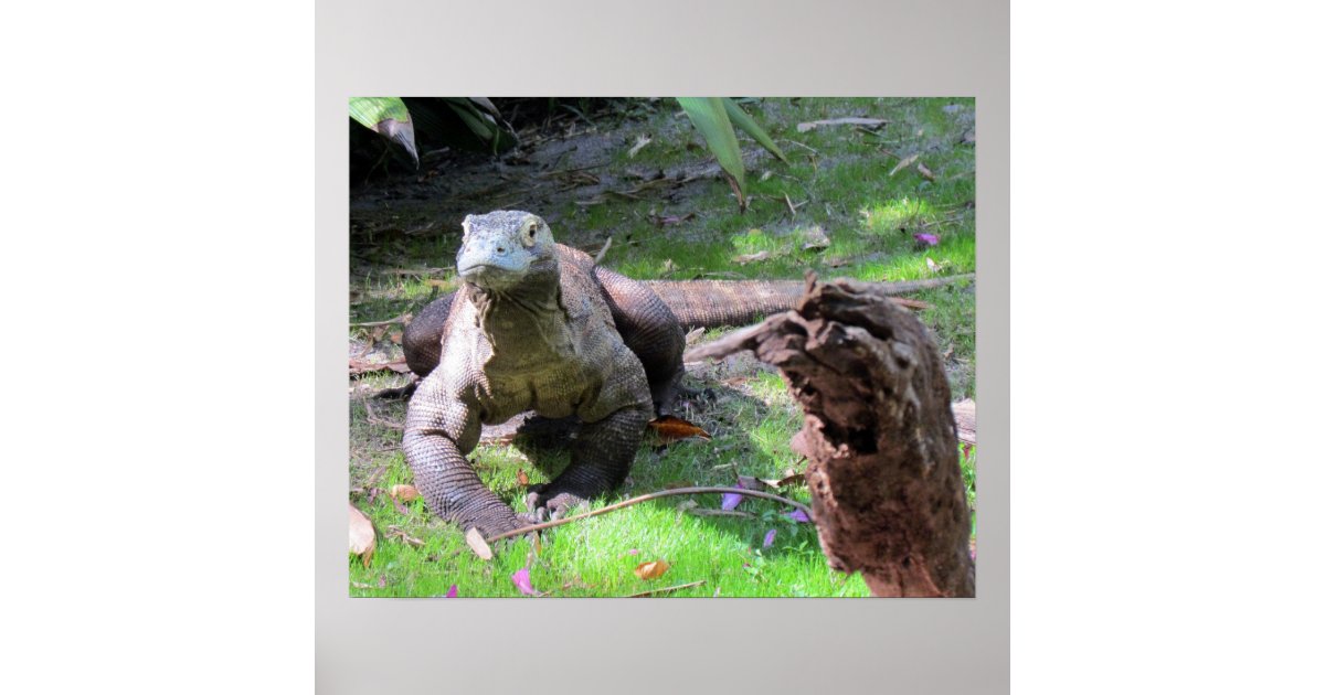 Komodo Dragon (0606) Poster | Zazzle