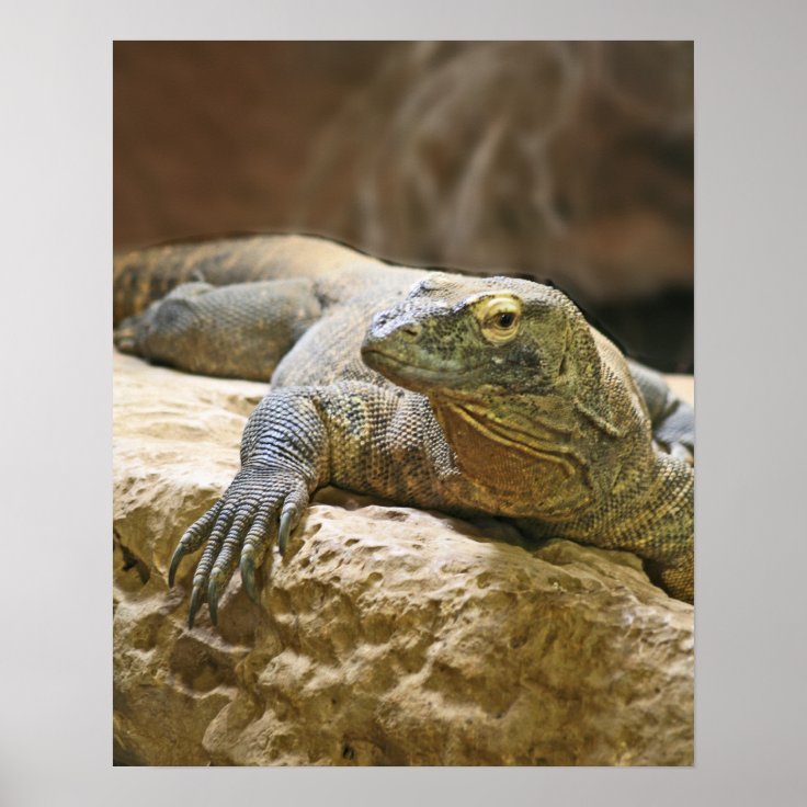 Komodo Dragon Poster | Zazzle
