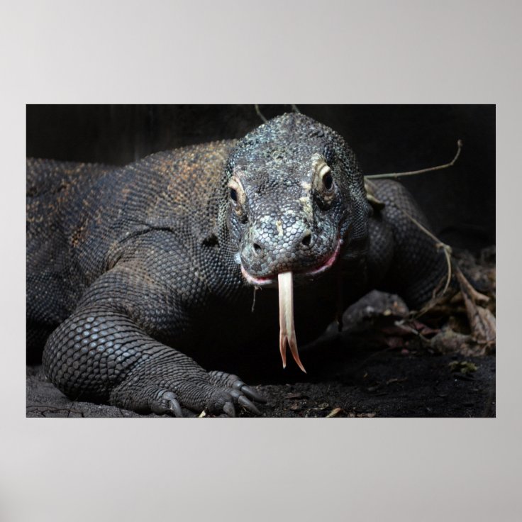 komodo dragon tongue out drooling poster | Zazzle