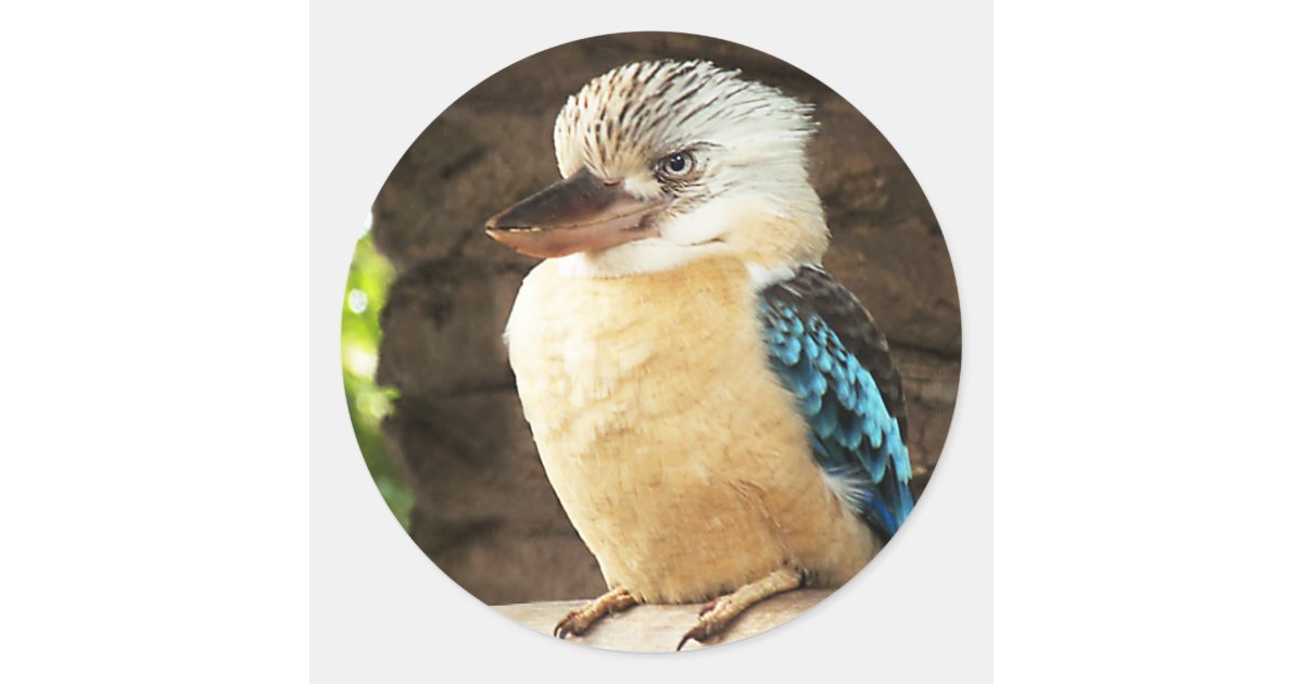 Kookaburra Classic Round Sticker | Zazzle