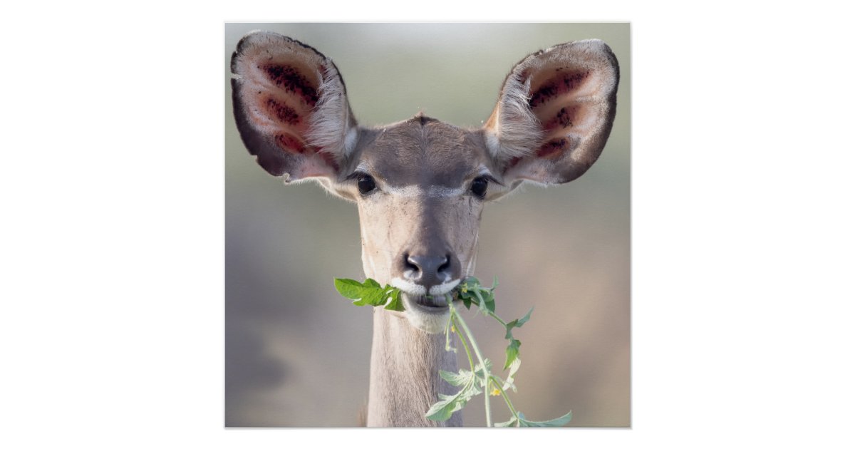 Kudu portrait poster | Zazzle