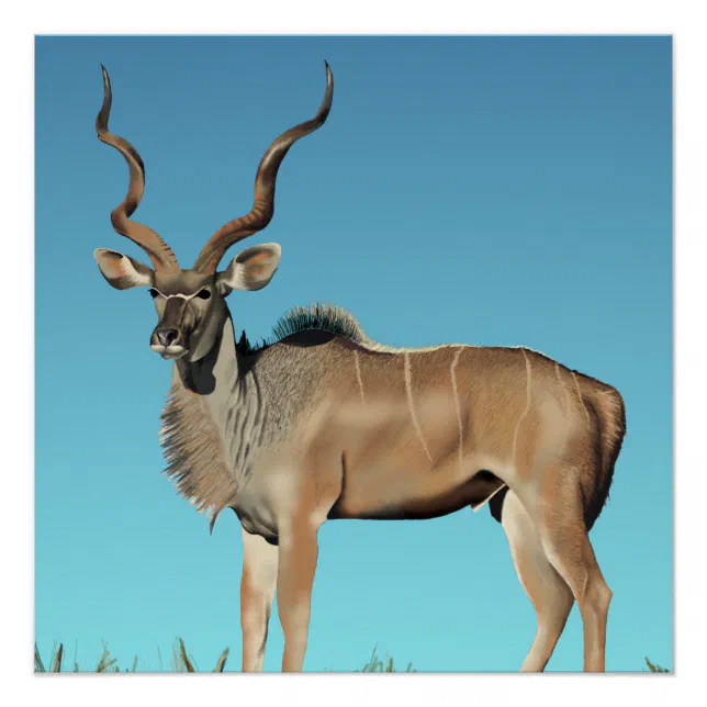 Kudu Poster | Zazzle