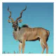 Kudu Poster | Zazzle