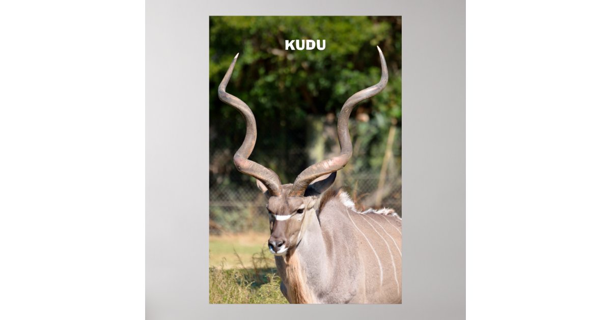 Kudu Poster | Zazzle