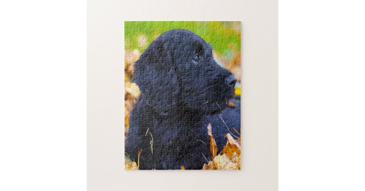 Labradoodle Dog. Jigsaw Puzzle | Zazzle