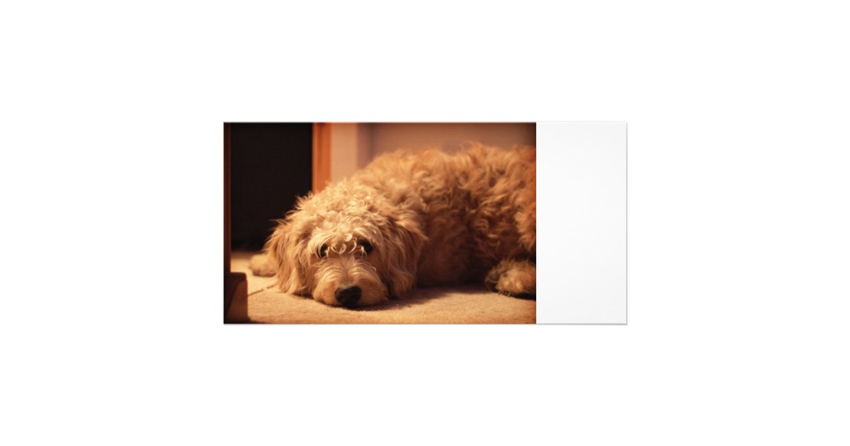 Labradoodle Dog looking sad Card | Zazzle