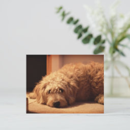 Labradoodle Dog looking sad Postcard | Zazzle