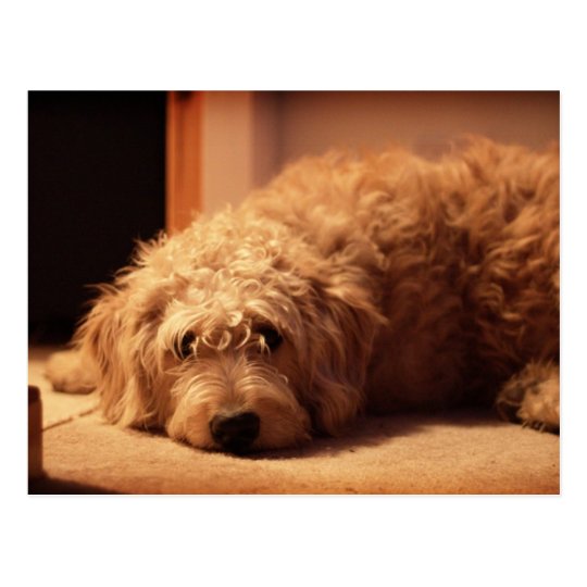 Labradoodle Dog looking sad Postcard | Zazzle.com