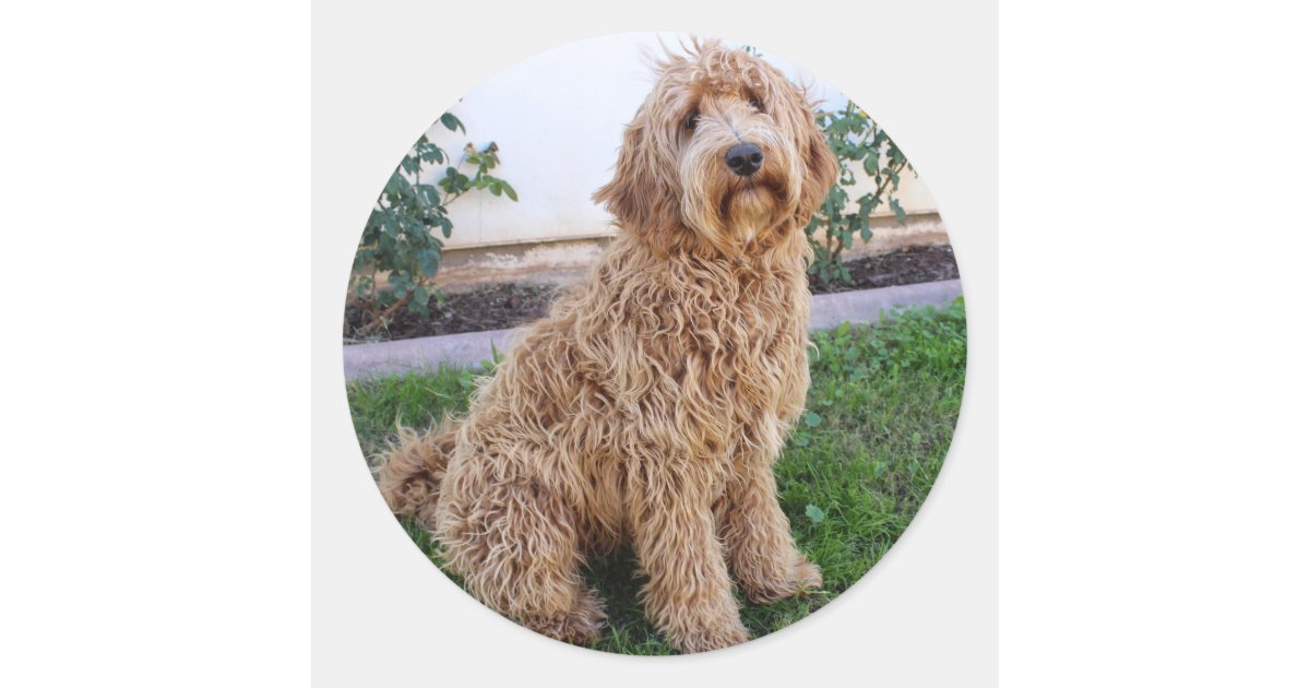 Labradoodle Puppy Dog Classic Round Sticker | Zazzle