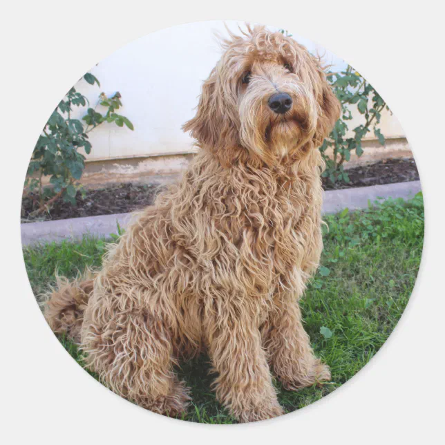 Labradoodle Puppy Dog Classic Round Sticker | Zazzle