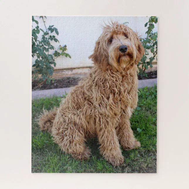 Labradoodle Puppy Dog Jigsaw Puzzle | Zazzle