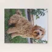 Labradoodle Puppy Dog Jigsaw Puzzle | Zazzle
