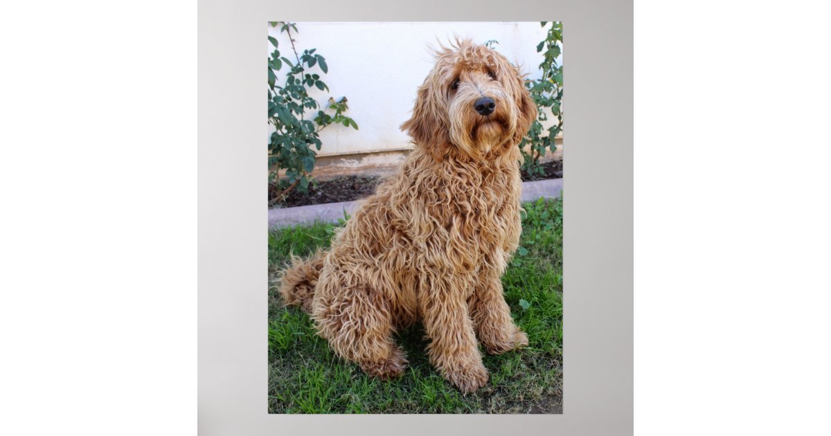Labradoodle Puppy Dog Poster | Zazzle