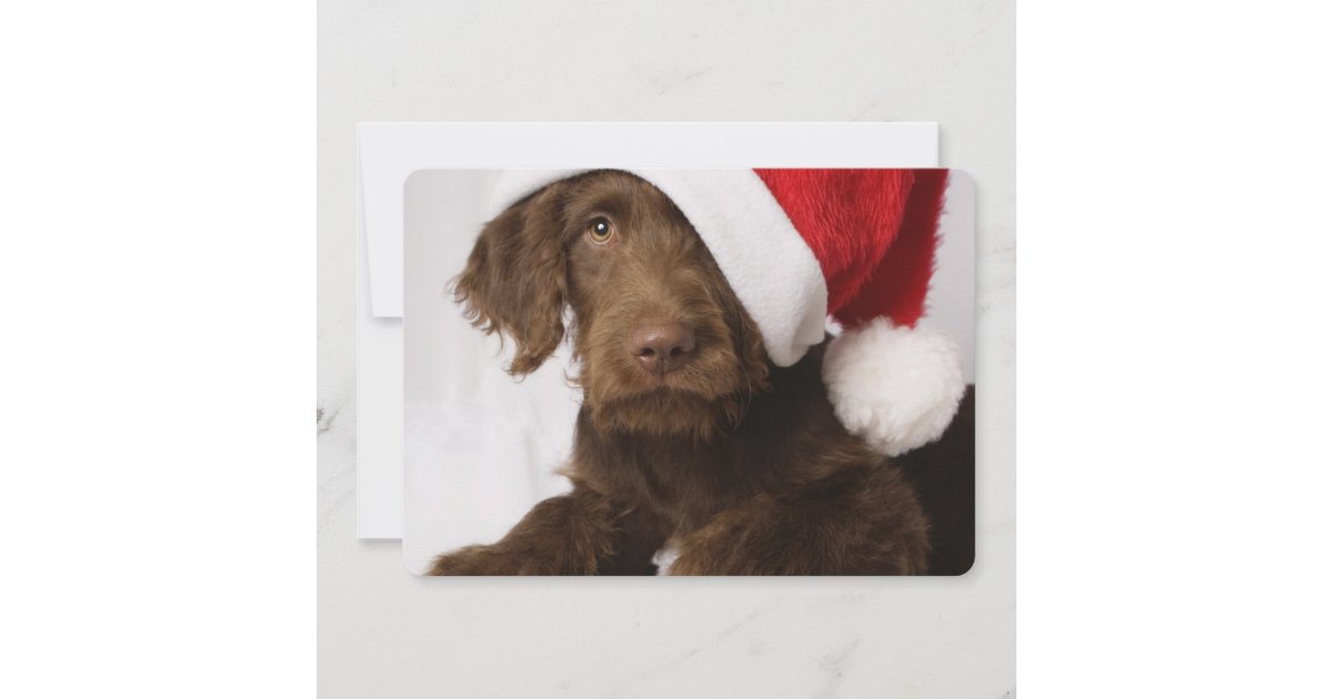 Labradoodle wearing a Santa hat Holiday Card | Zazzle