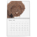 Labradoodles Calendar | Zazzle