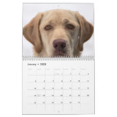 labrador calendar 2023 | Zazzle