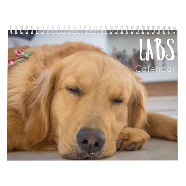 labrador calendar 2023 | Zazzle