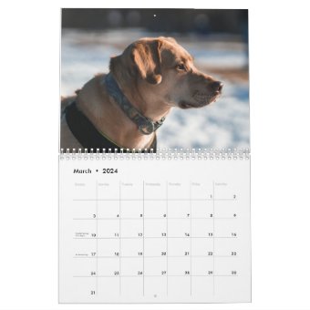 labrador calendar 2023 | Zazzle