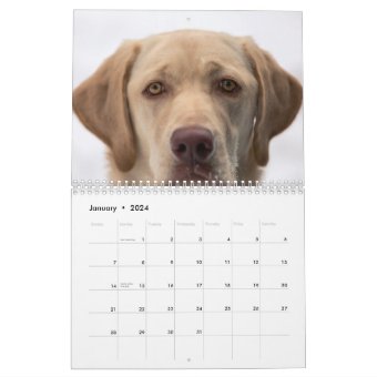 labrador calendar 2023 | Zazzle