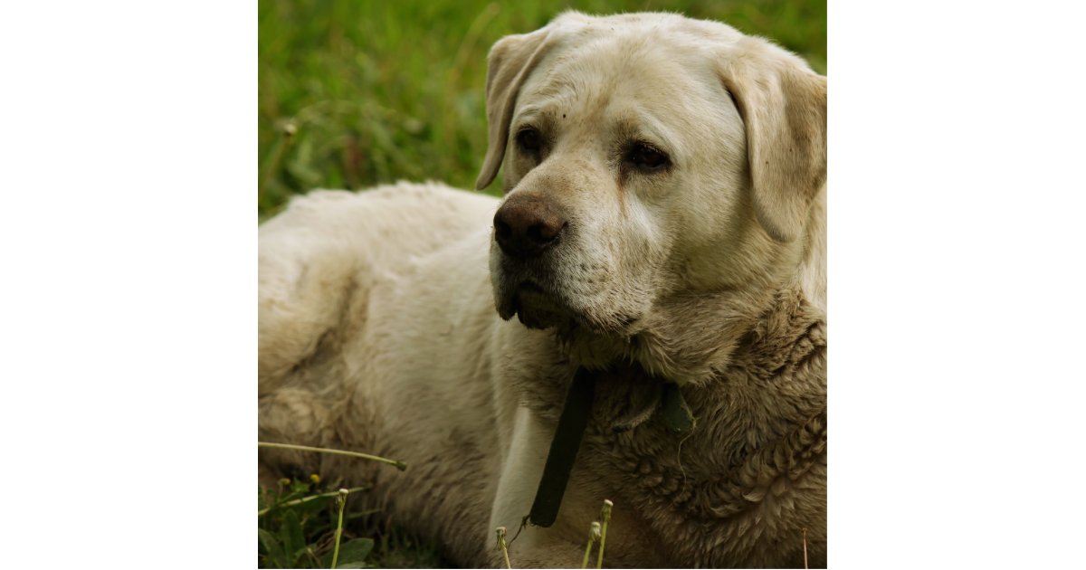 Labrador Photo Cutout | Zazzle