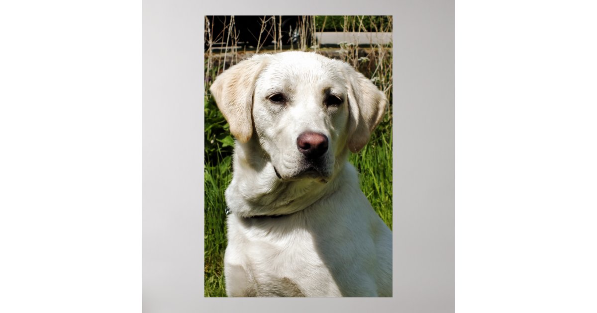 LABRADOR POSTER | Zazzle