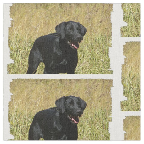 Black Lab Labrador Retriever Fabric | Zazzle