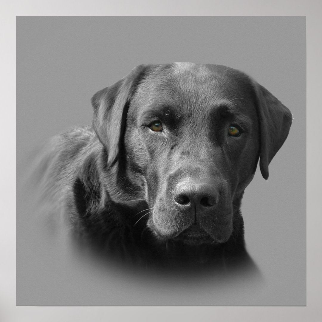 Labrador Retriever Awesome Print | Zazzle