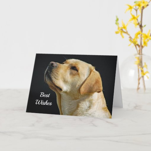 Labrador Retriever Congratulations Wedding Card | Zazzle