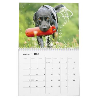 Labrador Retriever Dogs Calendar - Customizable | Zazzle