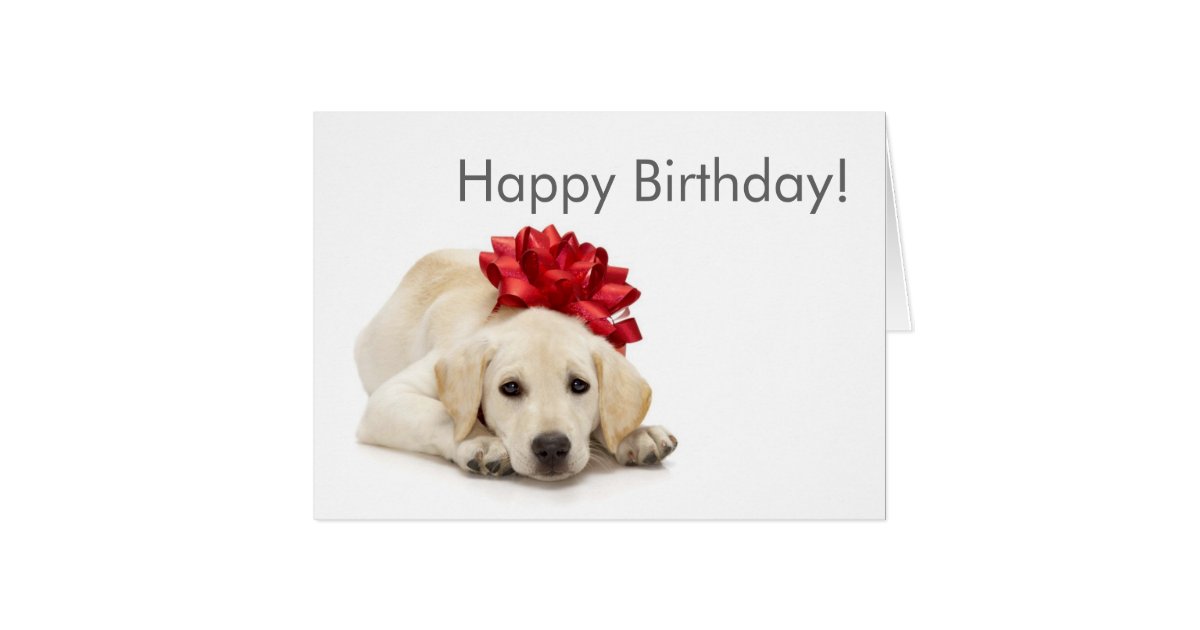 Labrador Retriever Happy Birthday Card | Zazzle.com