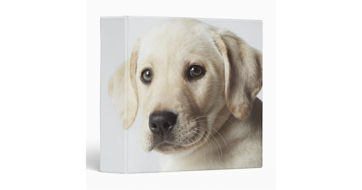 Labrador Retriever Puppy Binder | Zazzle