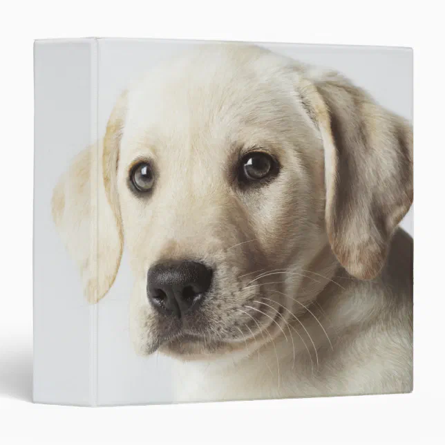 Labrador Retriever Puppy Binder | Zazzle