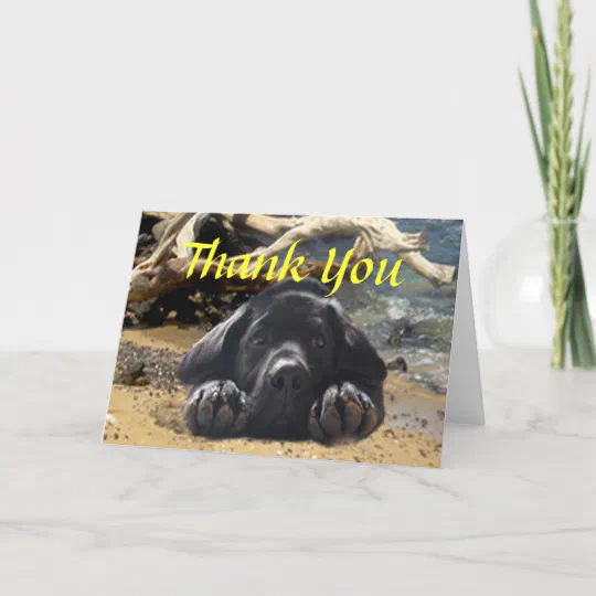 Labrador Retriever Thank You Card | Zazzle.com