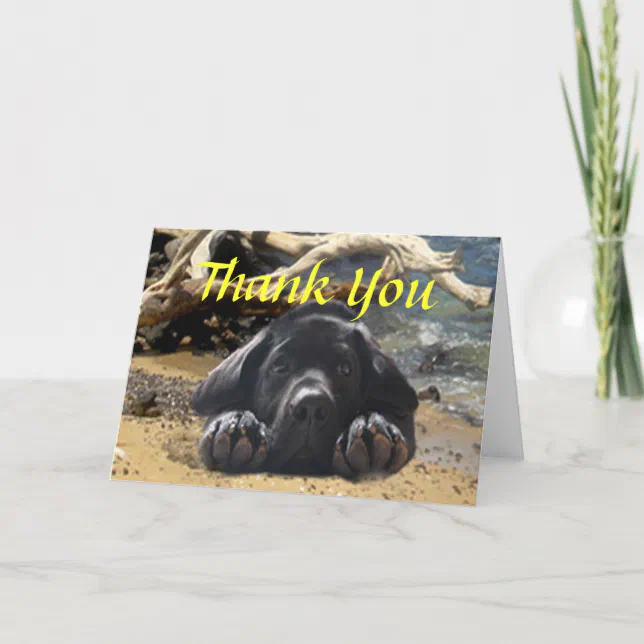 Labrador Retriever Thank You Card | Zazzle