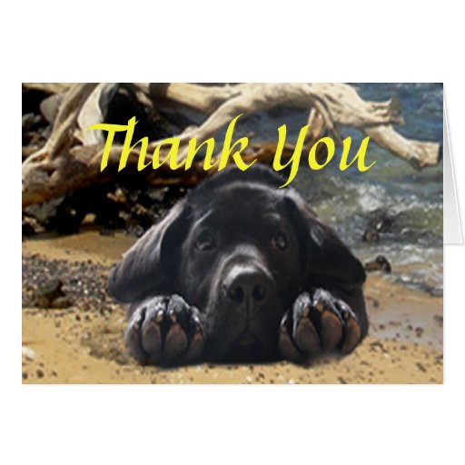 Labrador Retriever Thank You Card | Zazzle