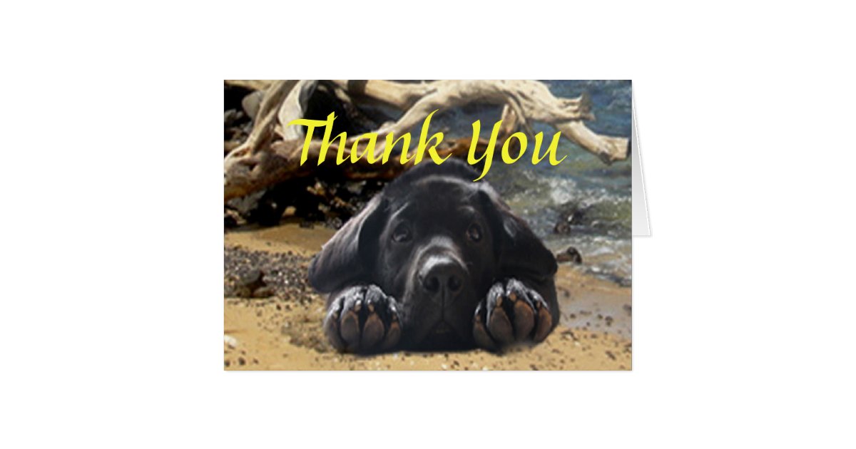 Labrador Retriever Thank You Card | Zazzle.com