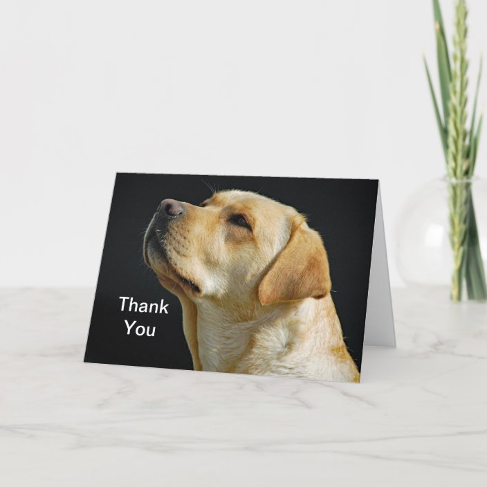 Labrador Retriever Thank You Card | Zazzle.com