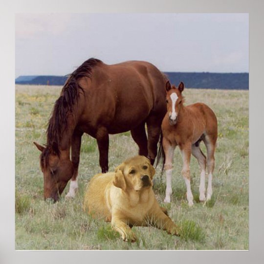 Labrador Retriever With Horses Poster | Zazzle.com