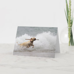 Labrador - Yellow - Go Fetch! Card | Zazzle