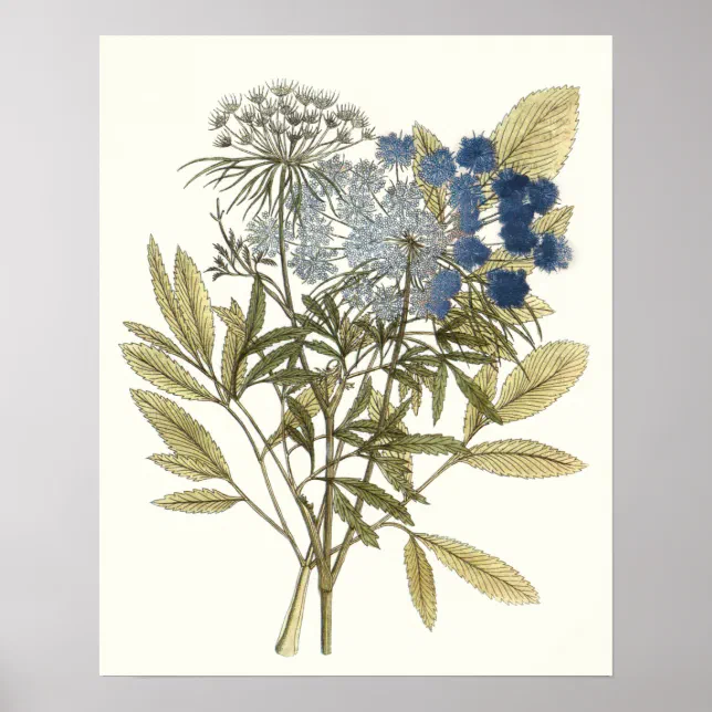 Lacy Leaves - Flowers and Greenery Poster | Zazzle