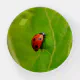 Lady and Green Ladybug Glass Paperweight | Zazzle